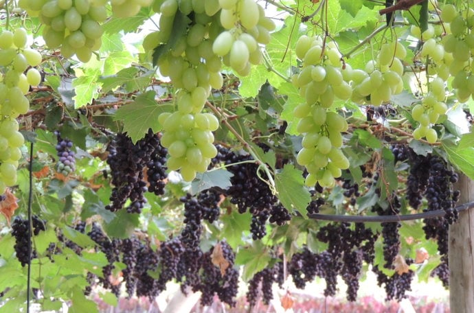 Increasing Table Grape Yield | Yara India