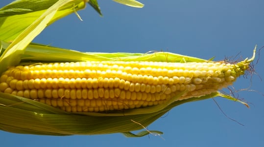 Reducing maize cob defects | Yara India